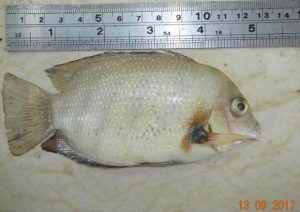 Growing Giants with PEMF therapy technique using EarthPulse Systems